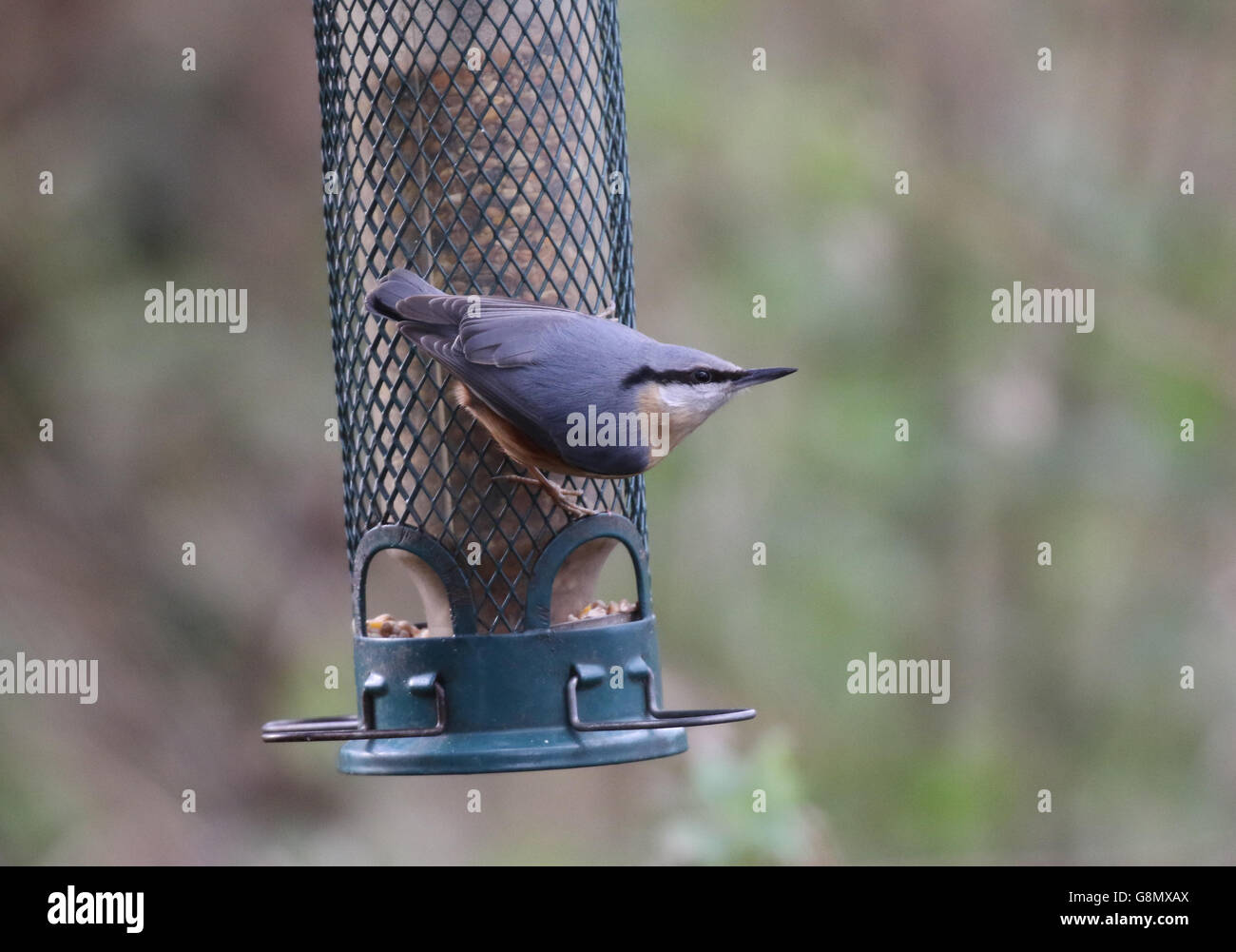 Nuthatch at bird feeder hi-res stock photography and images - Alamy