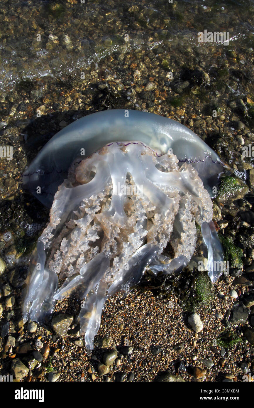 Barrel Jellyfish stranded on beach Stock Photo - Alamy