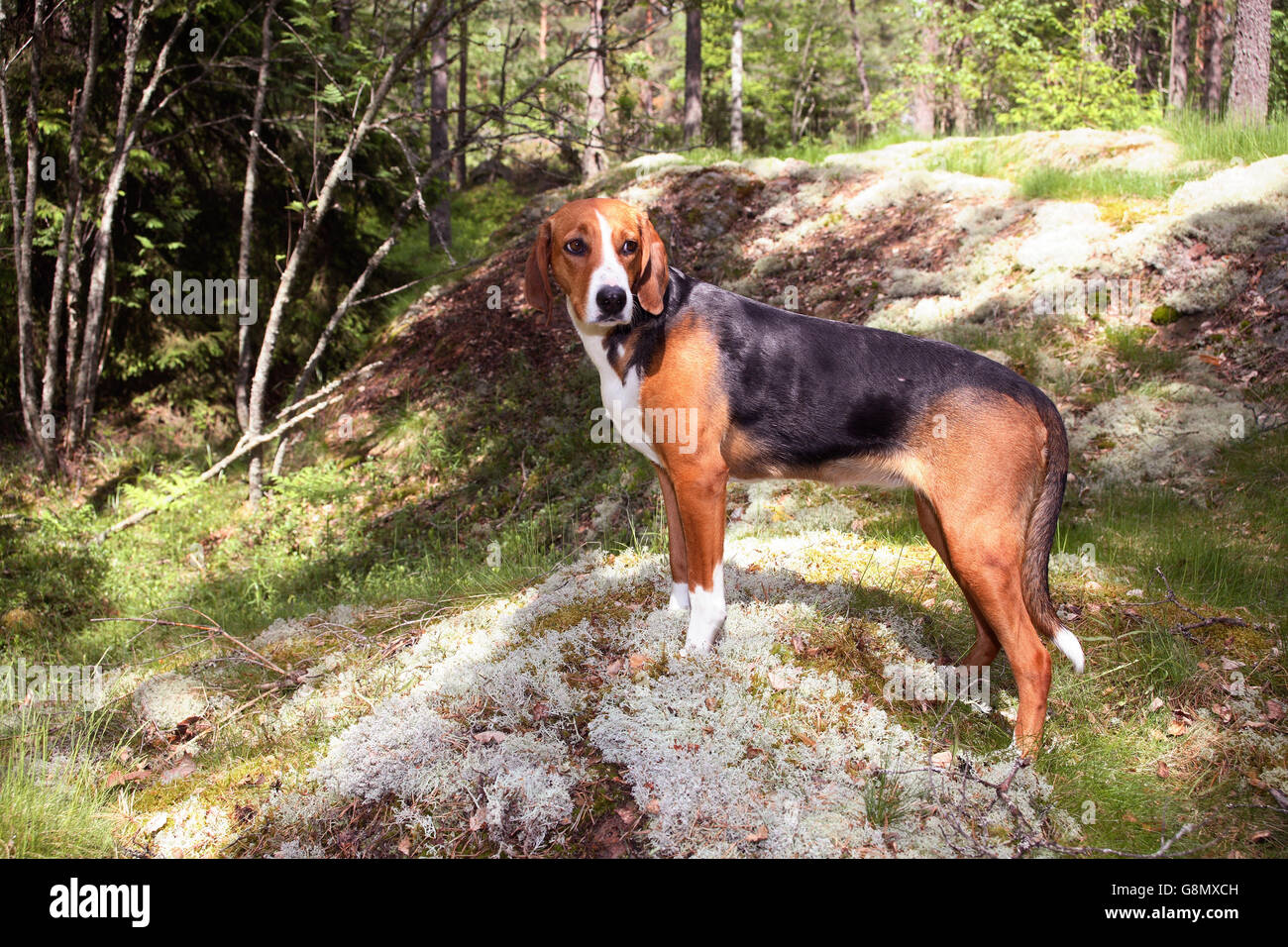 Hamilton breed hi-res stock photography and images - Alamy