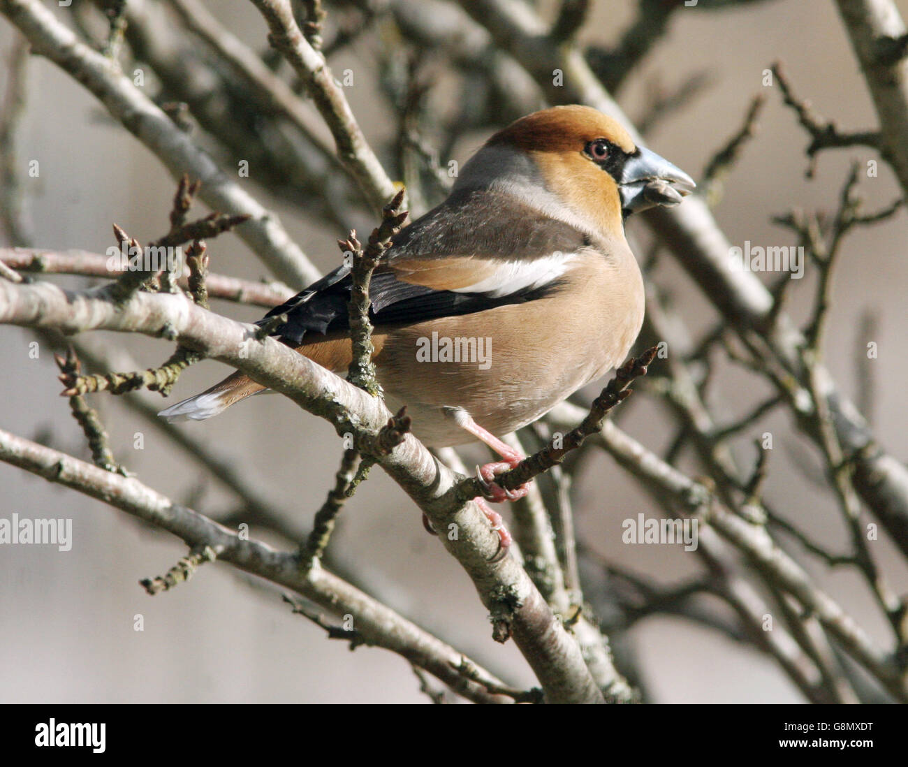 Hawfinches hi-res stock photography and images - Alamy