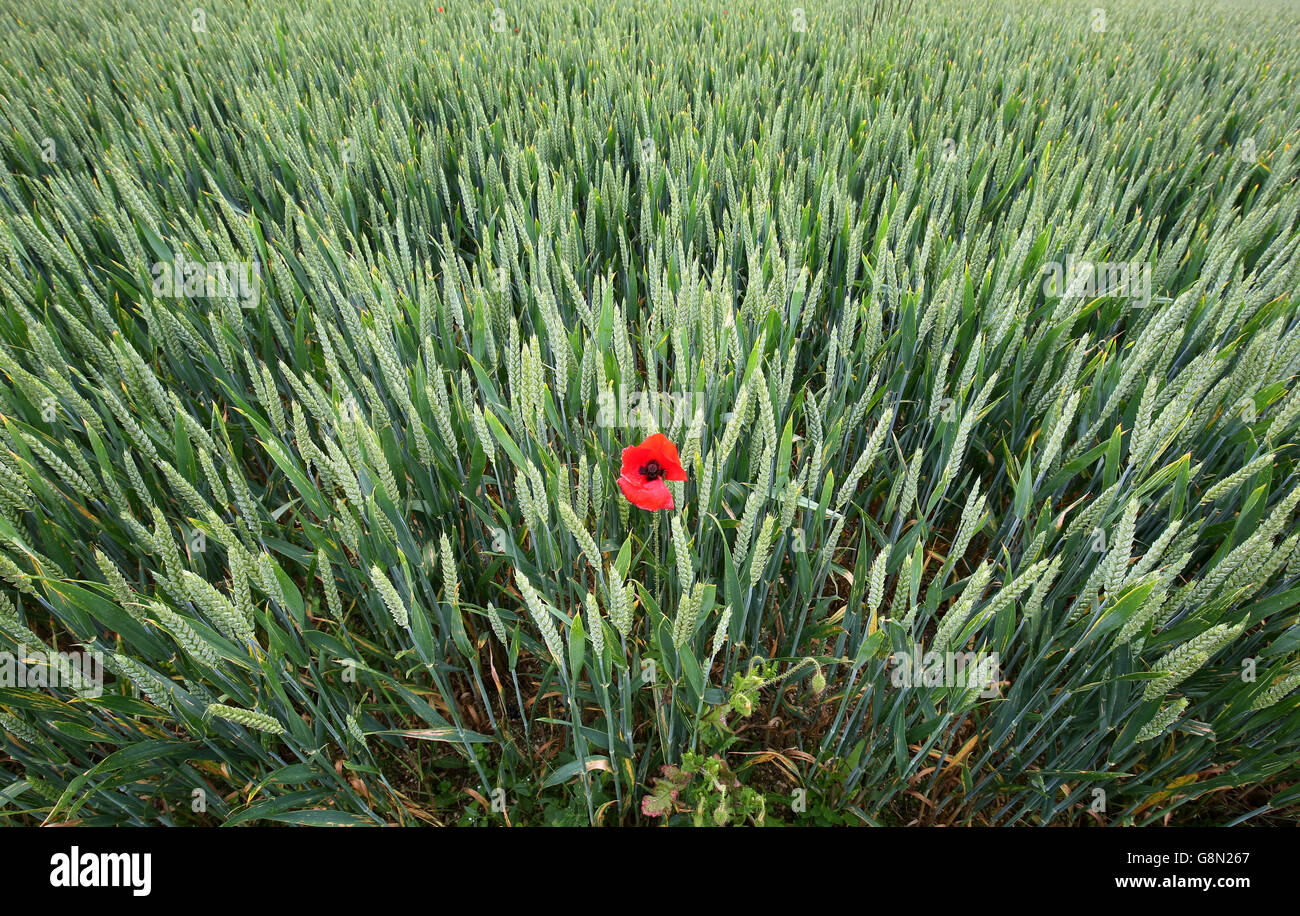 General view of a poppy growing on the site of a former battlefield ...