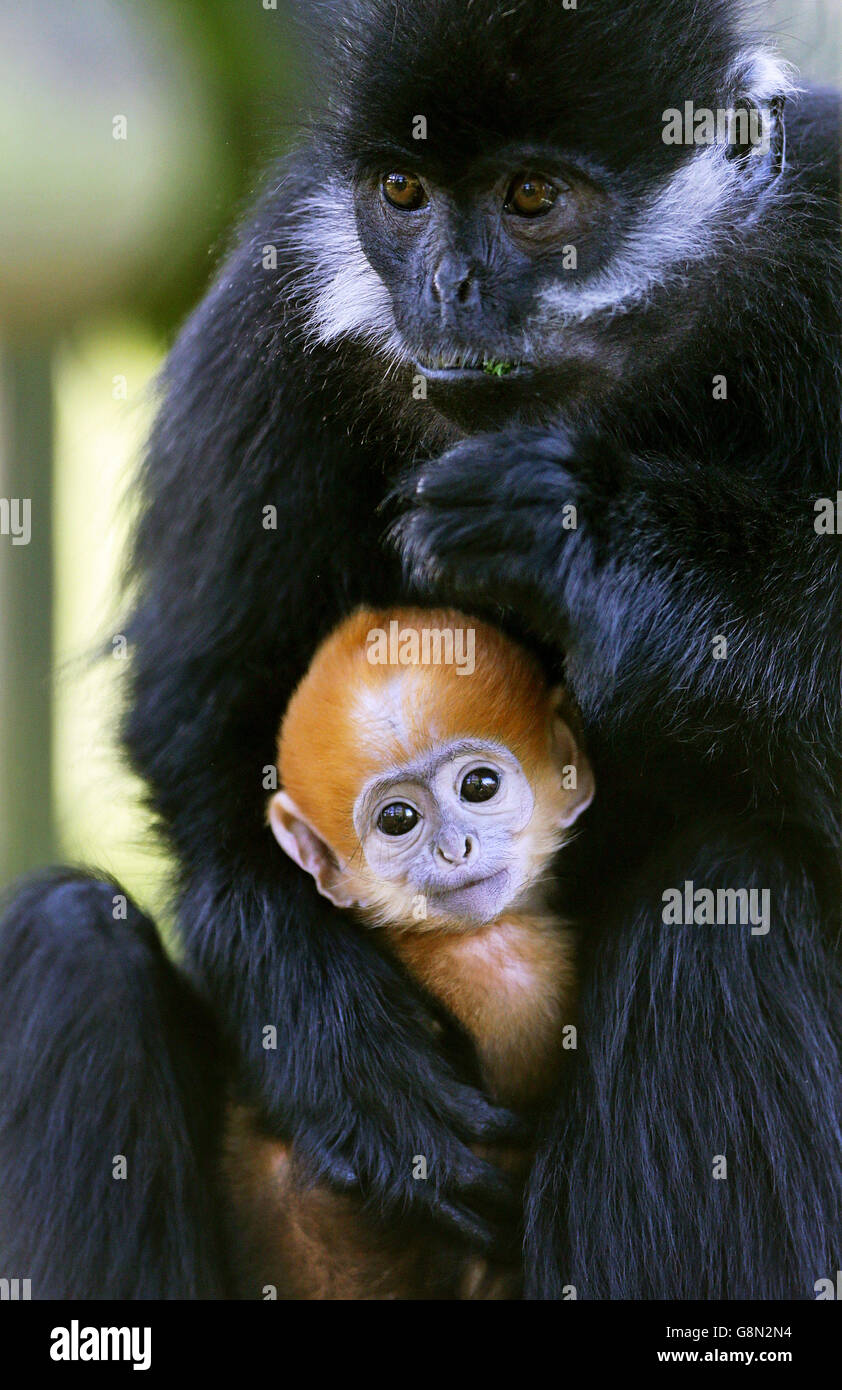 Baby Francois Langur monkey Stock Photo - Alamy