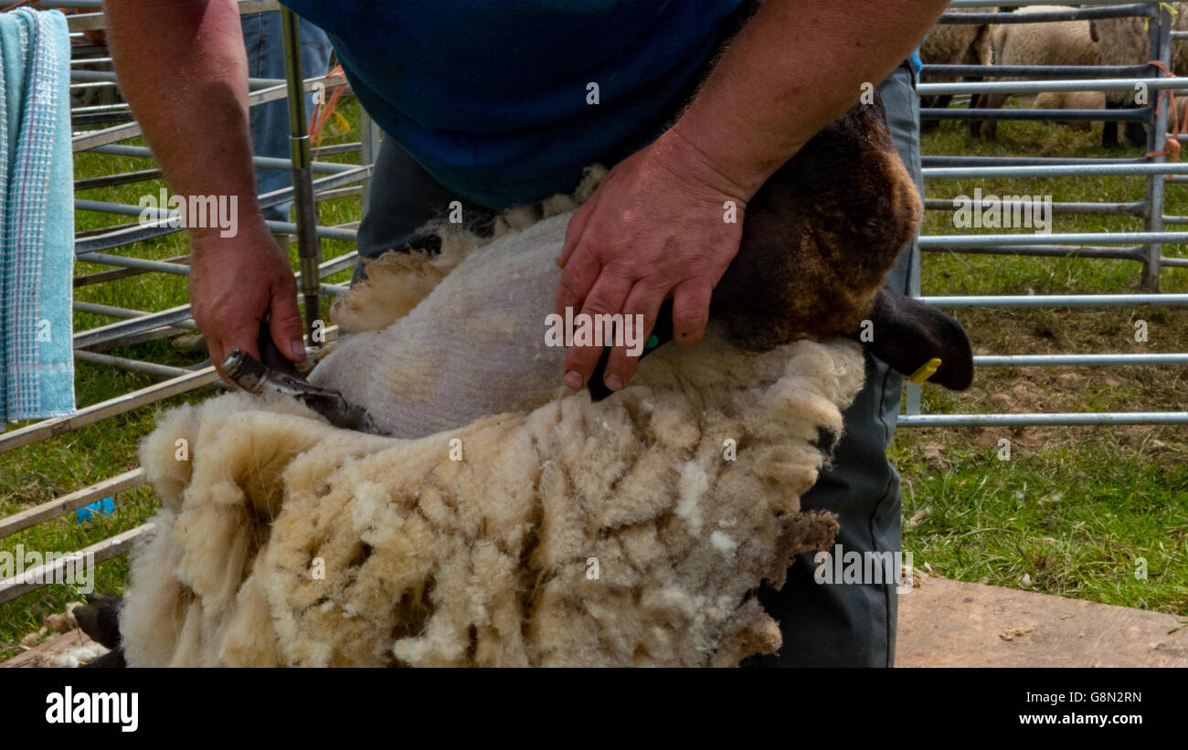 sheep shearing being done by local farmer Stock Photo - Alamy
