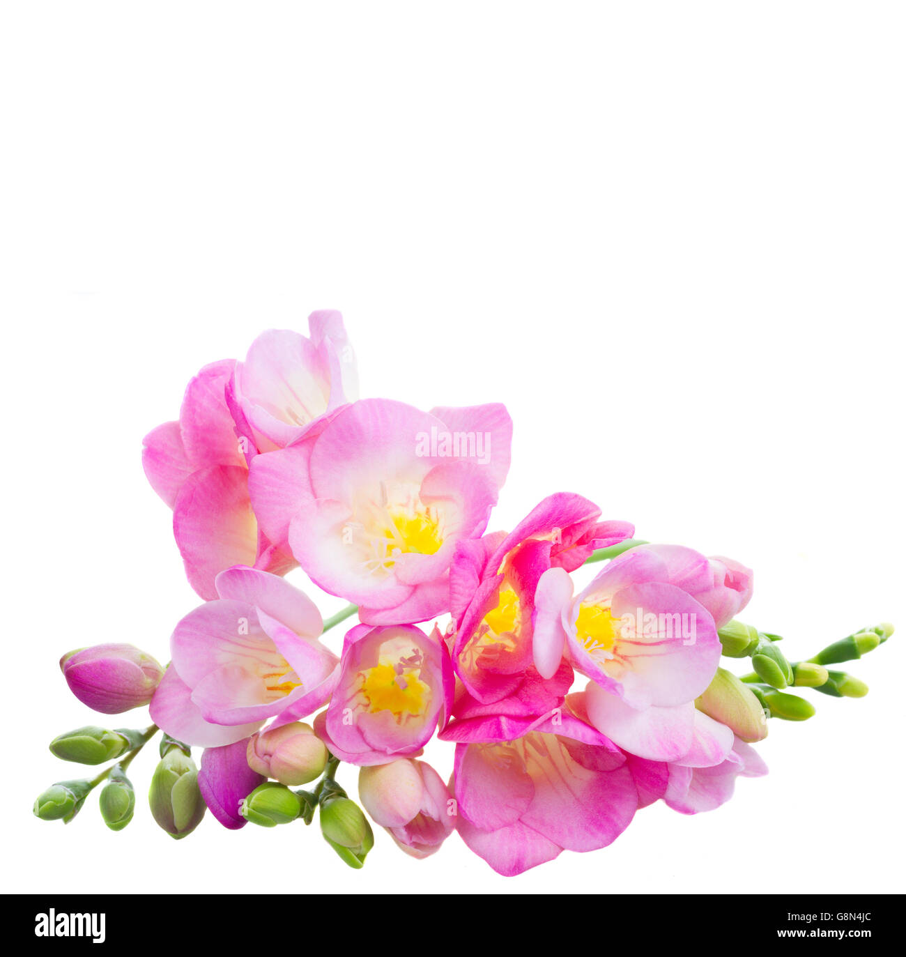 Fresh freesia flowers Stock Photo - Alamy