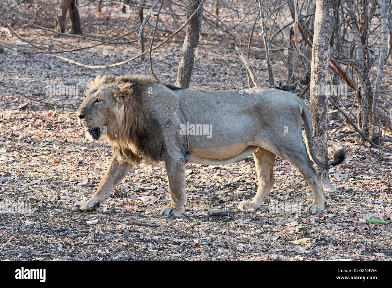 Gir forest national park lion hi-res stock photography and images - Alamy