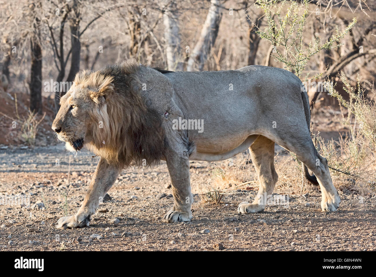 Asiatic lion (Panthera leo persica) walking through dry forest, Gir ...