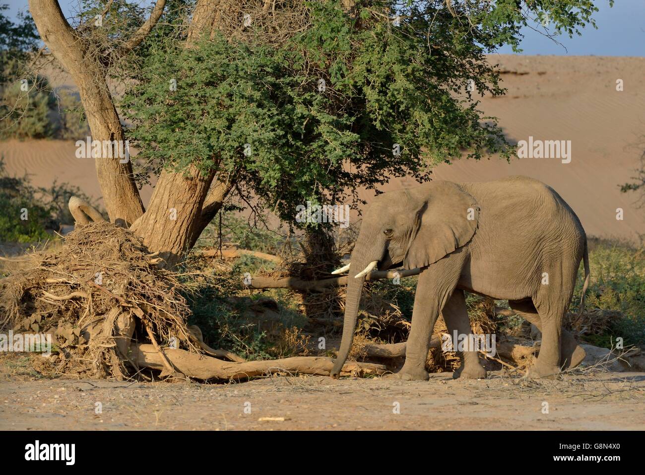 Ephemeral dry river hi-res stock photography and images - Alamy