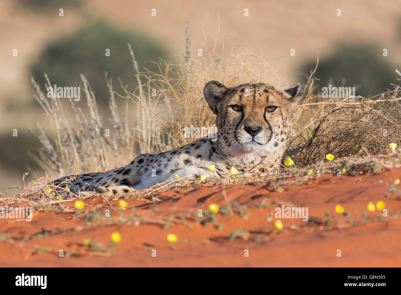 Namibia desert cheetah hi-res stock photography and images - Alamy