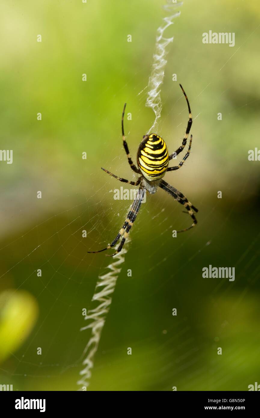 Wasp Spider (Argiope bruennichi) in the spiderweb, Gross-Enzersdorf ...