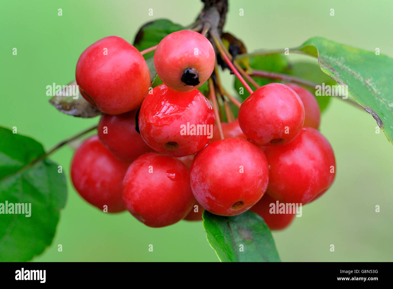 Crabapples (Malus sp.), Red Sentinel, red fruits, ornamental plant ...
