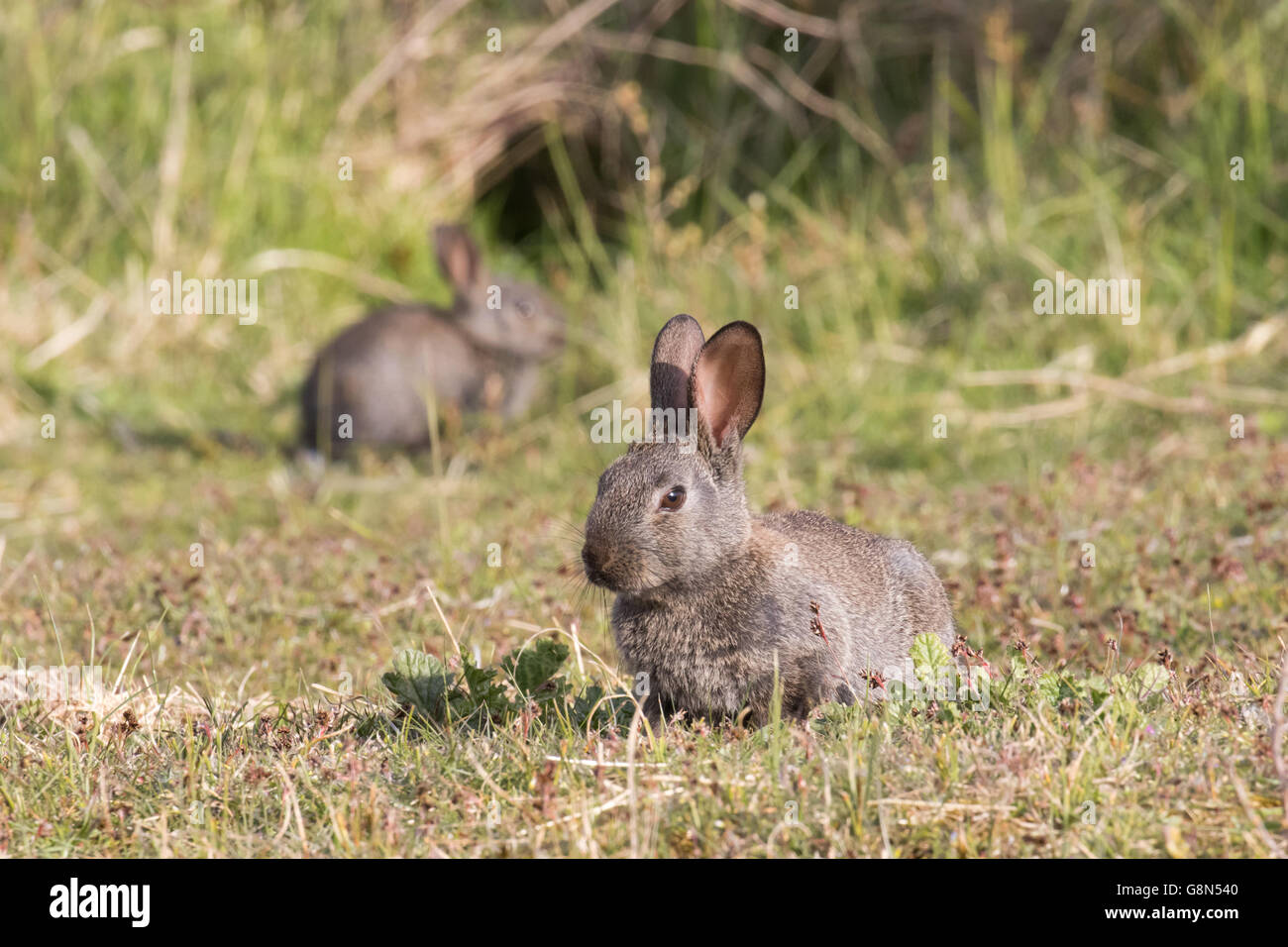 Rabbits grass hi-res stock photography and images - Alamy