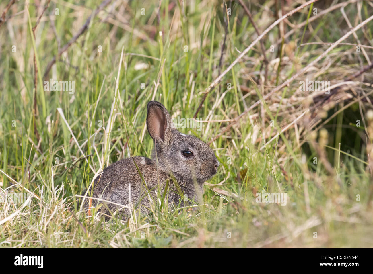 Young european rabbits (Oryctolagus cuniculus) sitting in the grass ...