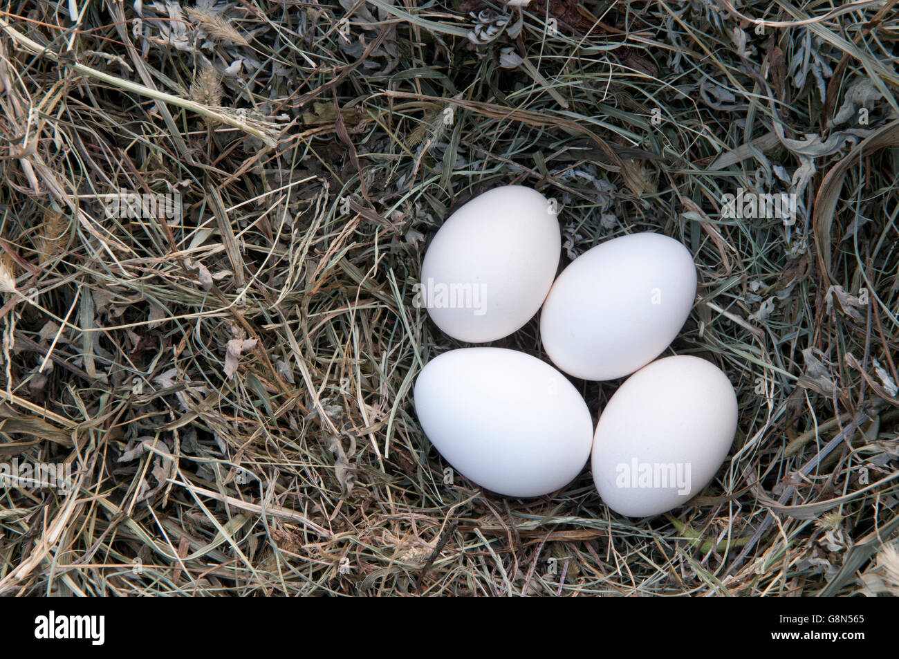 Clutch Chicken High Resolution Stock Photography and Images - Alamy