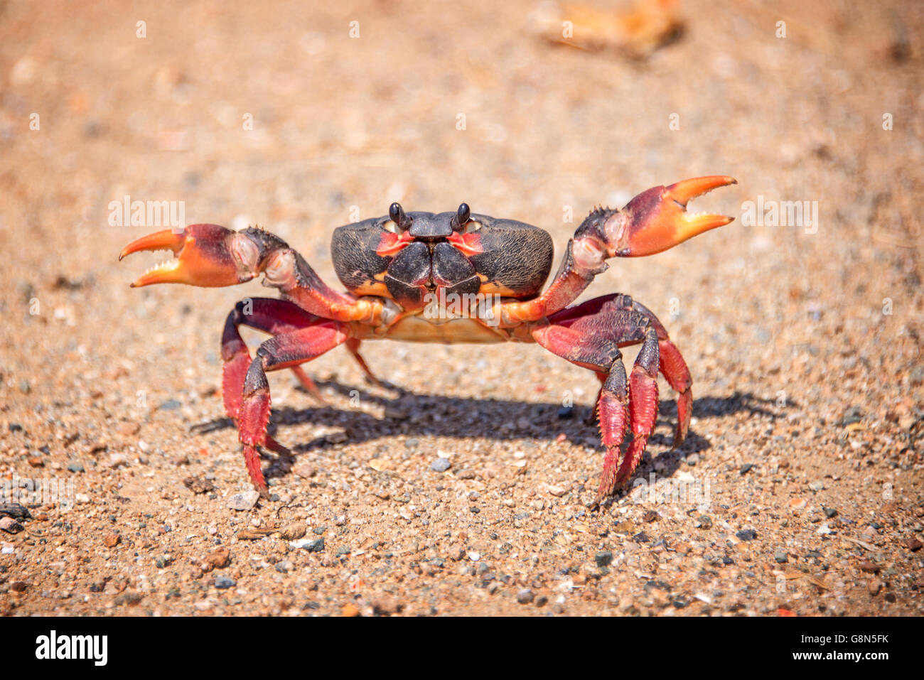 Cuba marine life hi-res stock photography and images - Alamy