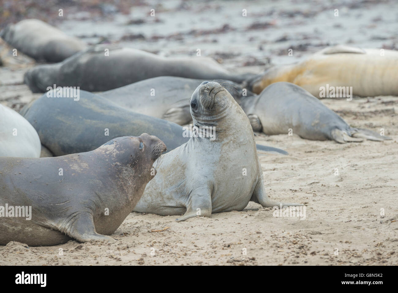 Northern elephant seal (Mirounga angustirostris Stock Photo - Alamy
