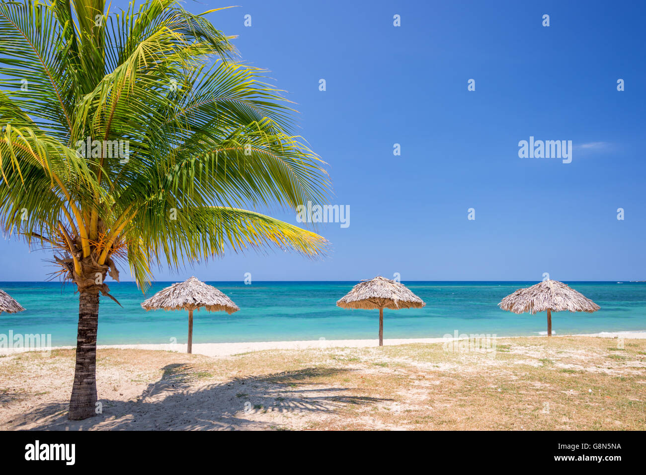 Umbrella palm hi-res stock photography and images - Alamy