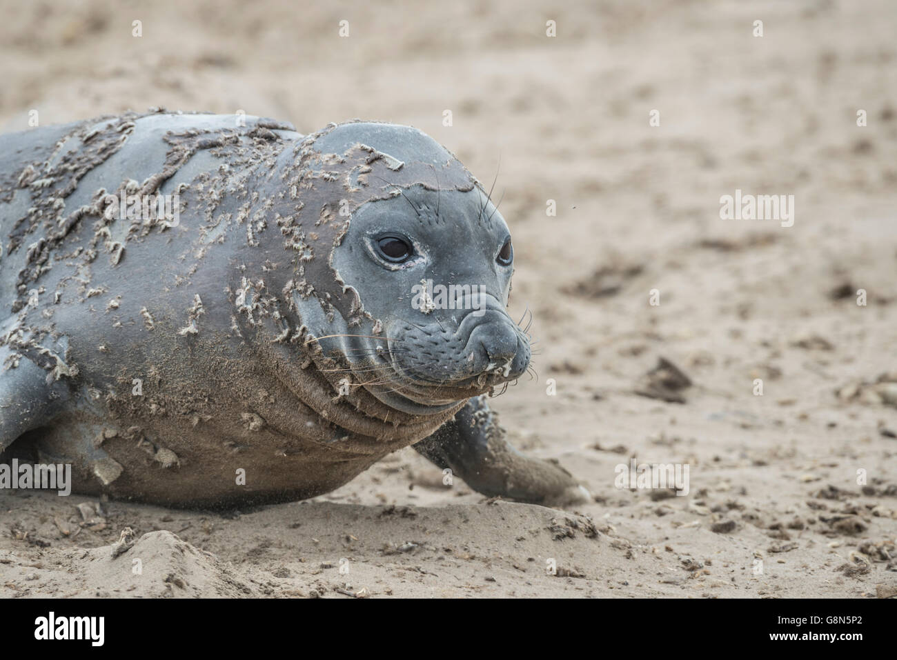 Northern elephant seal (Mirounga angustirostris Stock Photo - Alamy