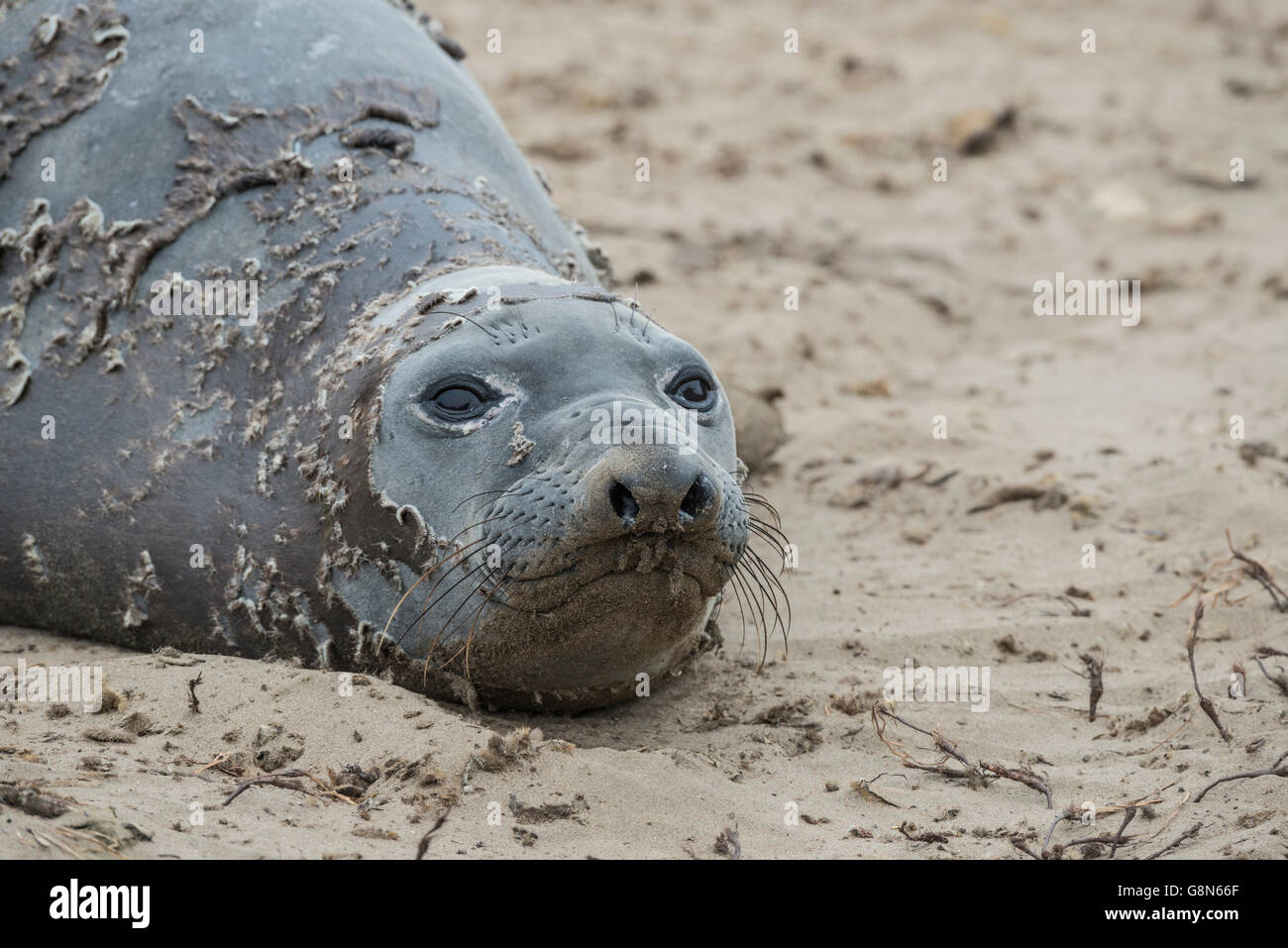 Northern elephant seal (Mirounga angustirostris Stock Photo - Alamy