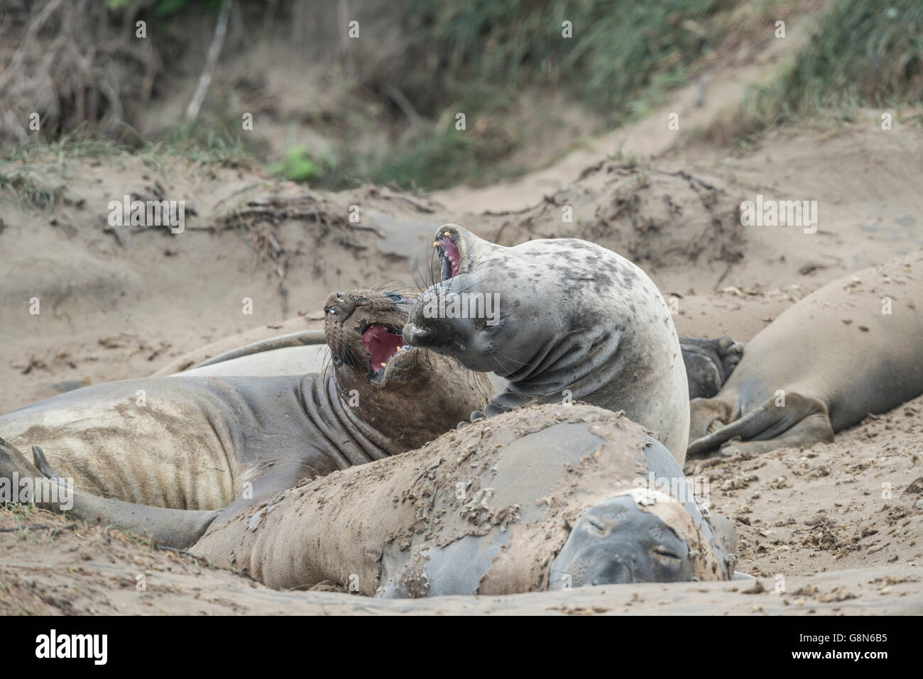 Northern elephant seal (Mirounga angustirostris Stock Photo - Alamy