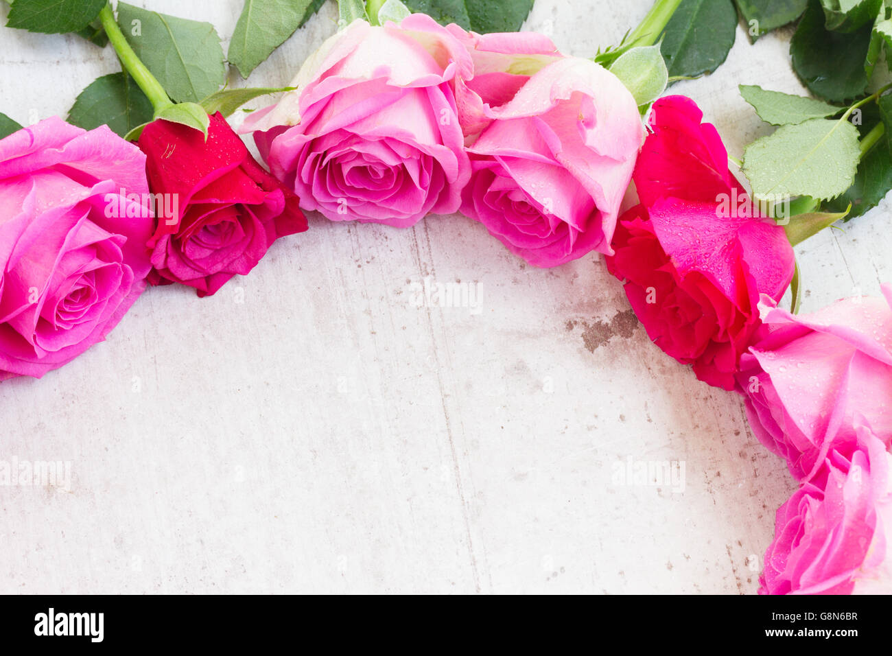 Pink fresh roses Stock Photo - Alamy