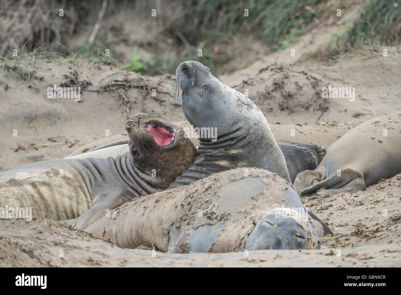 Northern elephant seal (Mirounga angustirostris Stock Photo - Alamy