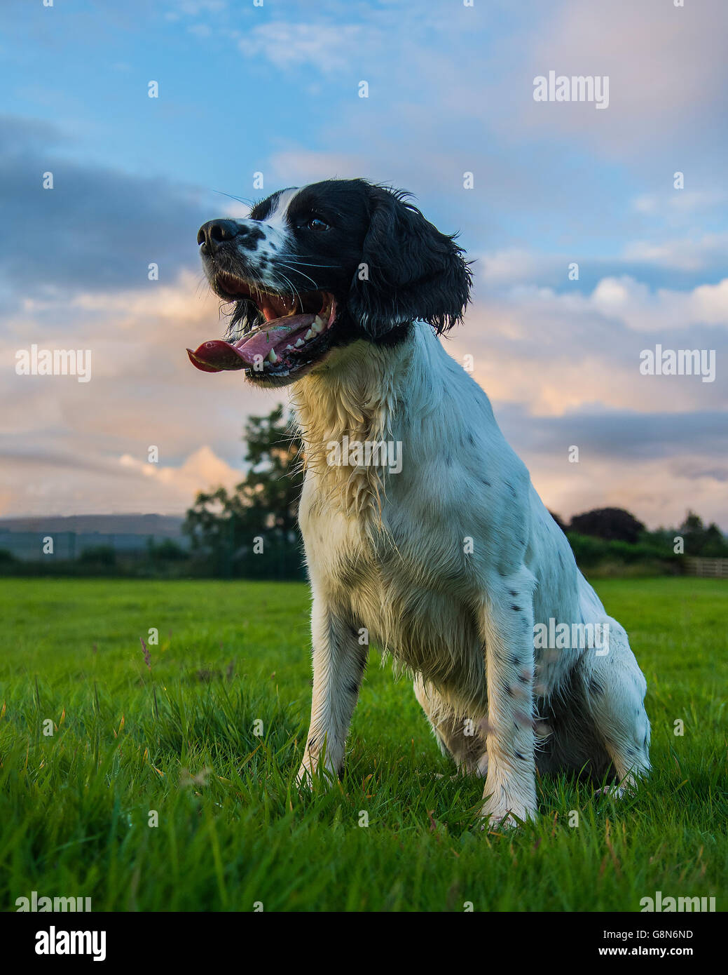 Dogs at play Stock Photo - Alamy