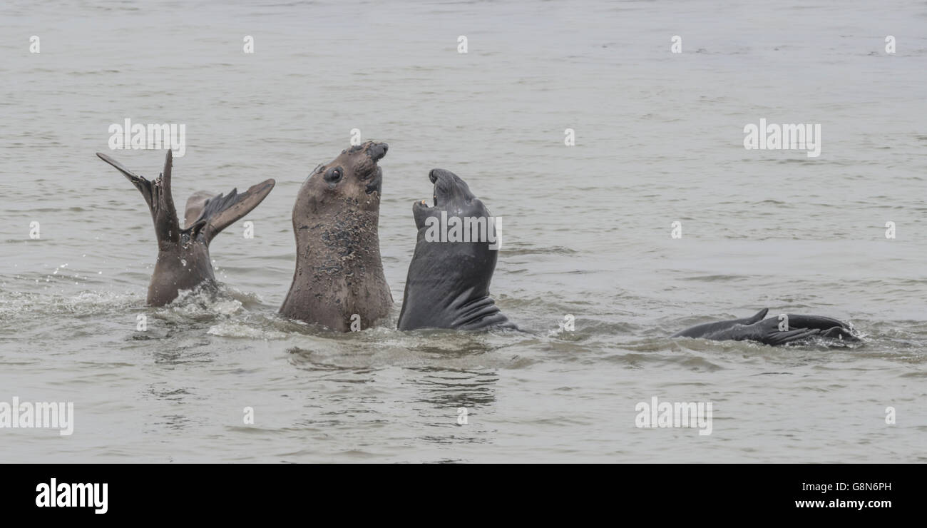 Northern elephant seal (Mirounga angustirostris Stock Photo - Alamy