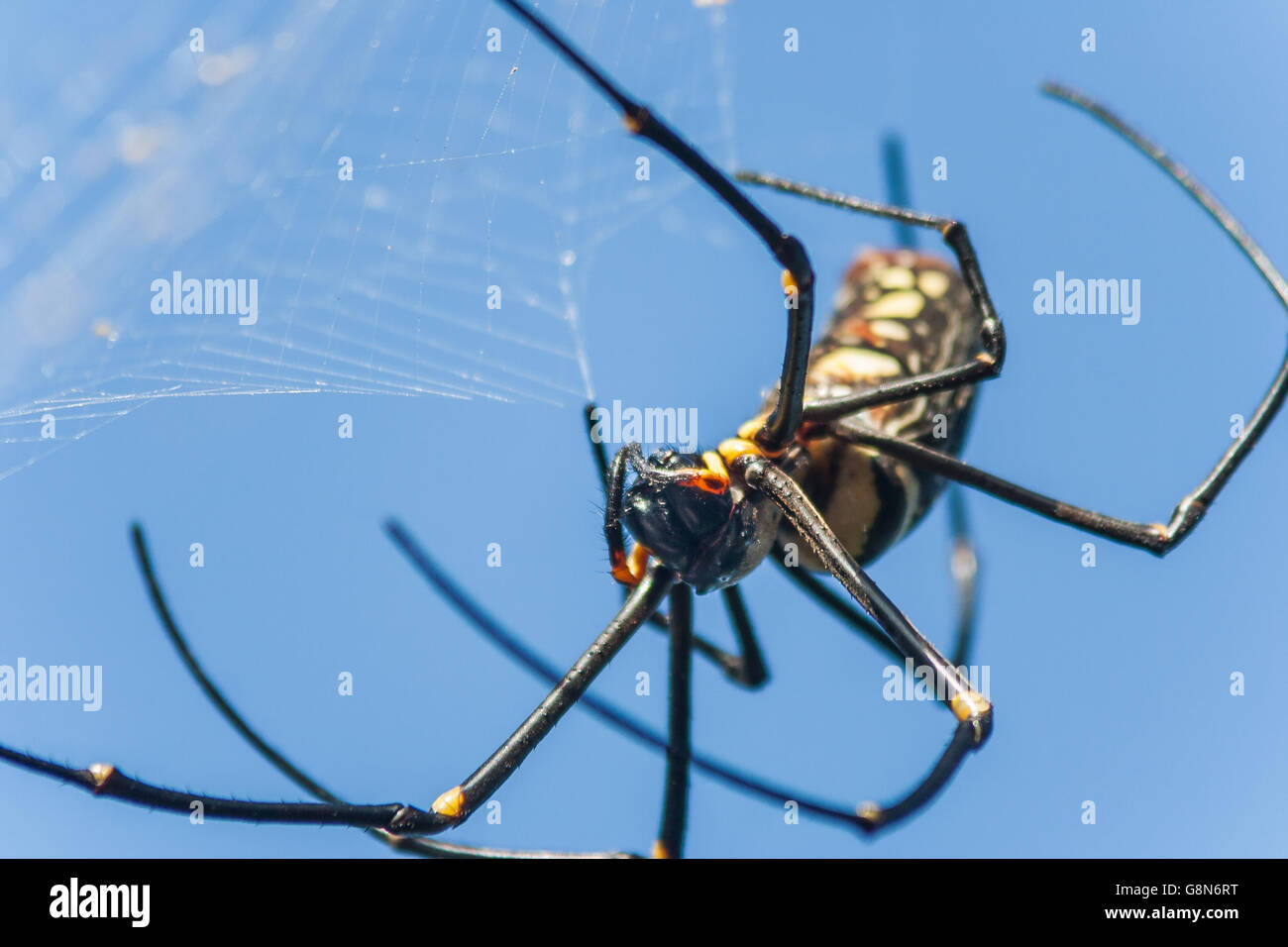 Spider of taiwan hi-res stock photography and images - Alamy