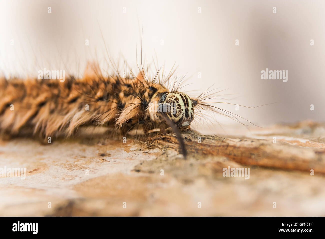 Caterpillar on a tree hi-res stock photography and images - Alamy