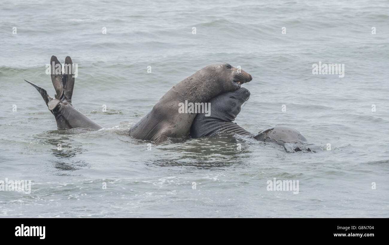 Northern elephant seal (Mirounga angustirostris Stock Photo - Alamy