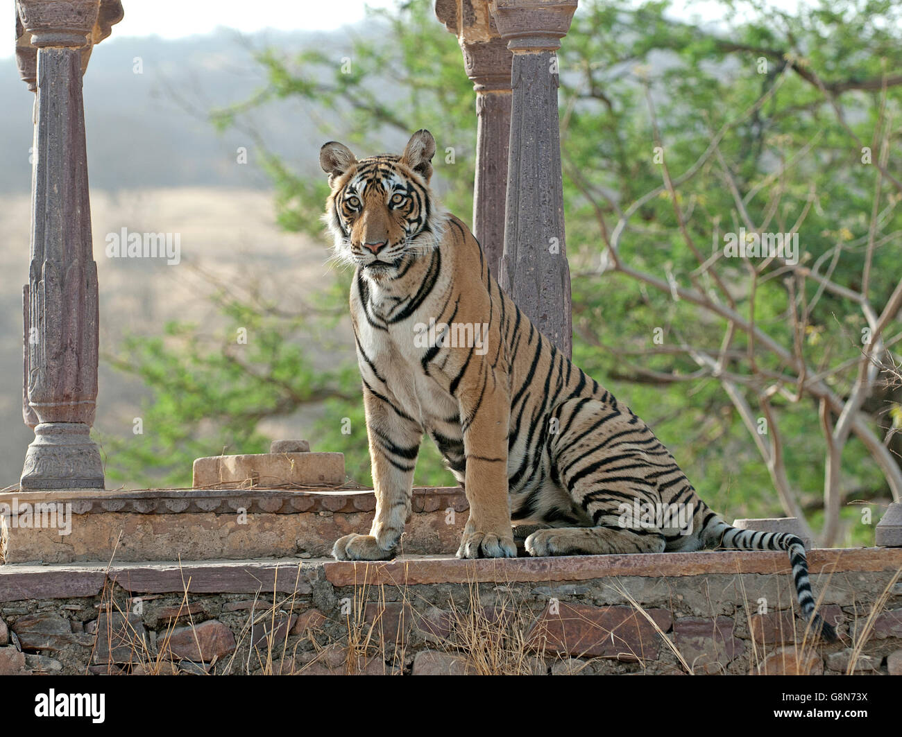 Machli tiger ranthambore hi-res stock photography and images - Alamy
