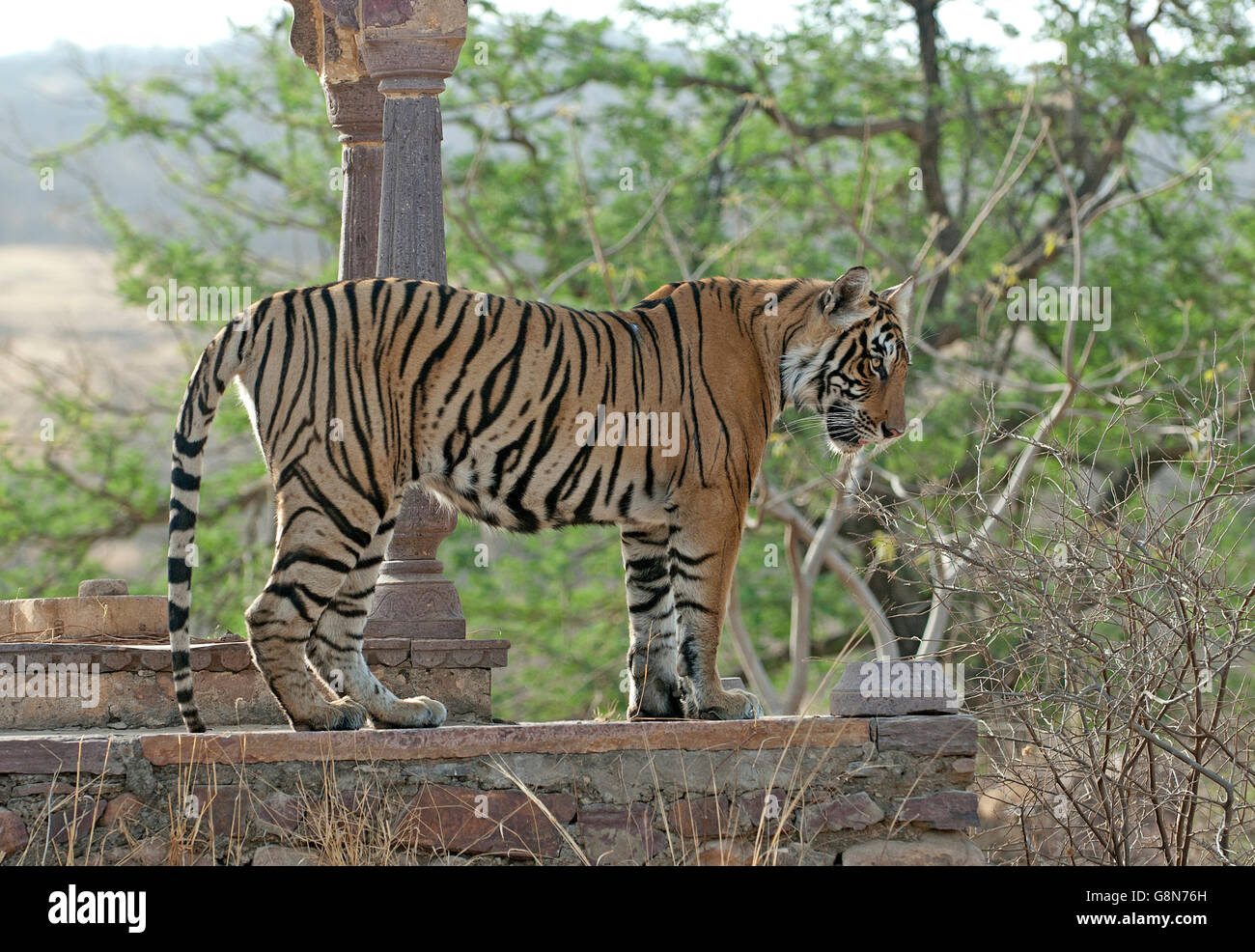 Machli tiger ranthambore hi-res stock photography and images - Alamy