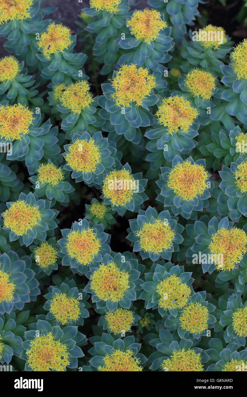 Roseroot (Rhodiola rosea Stock Photo - Alamy