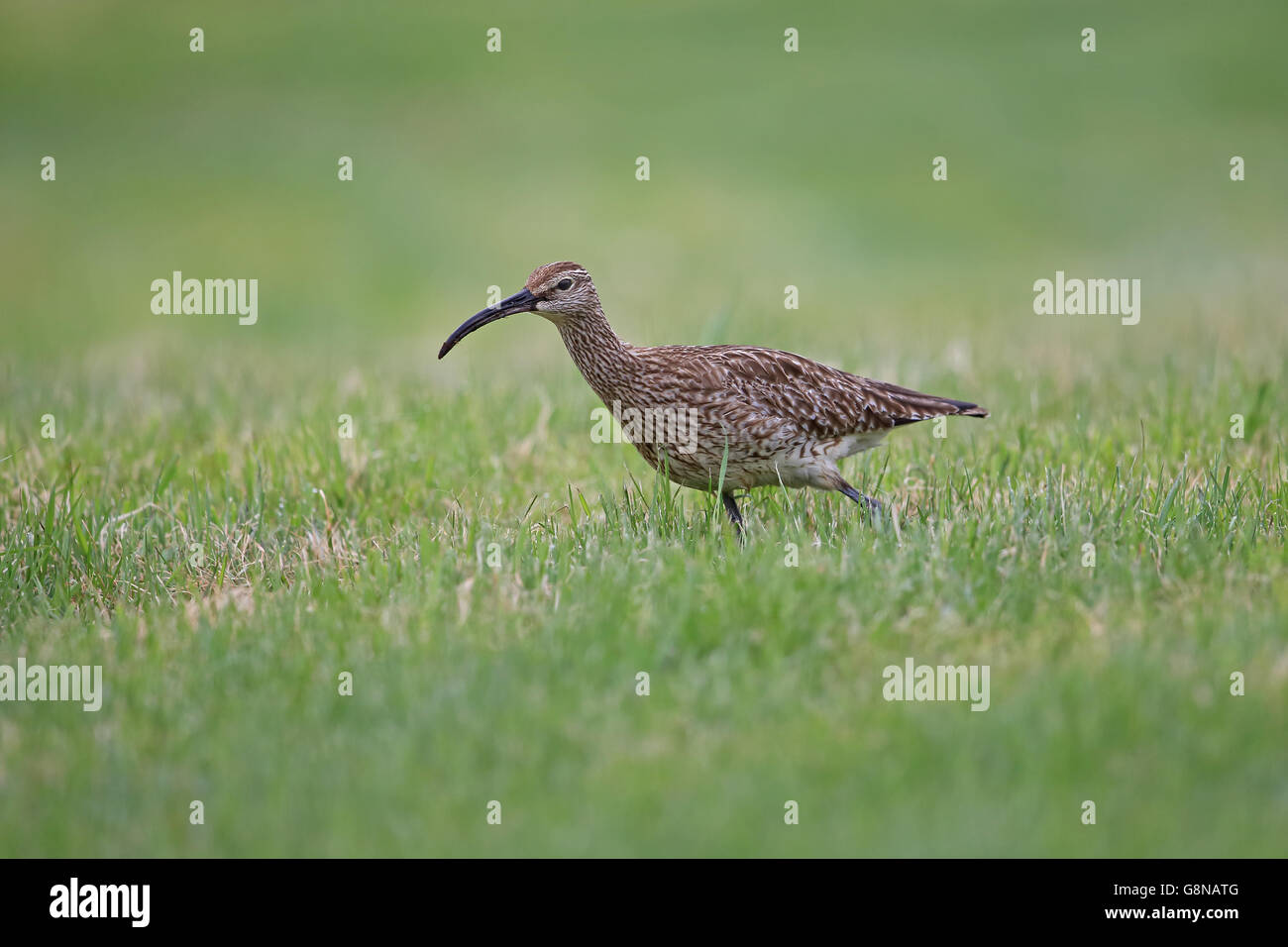 Numenius phaeopus iceland hi-res stock photography and images - Alamy
