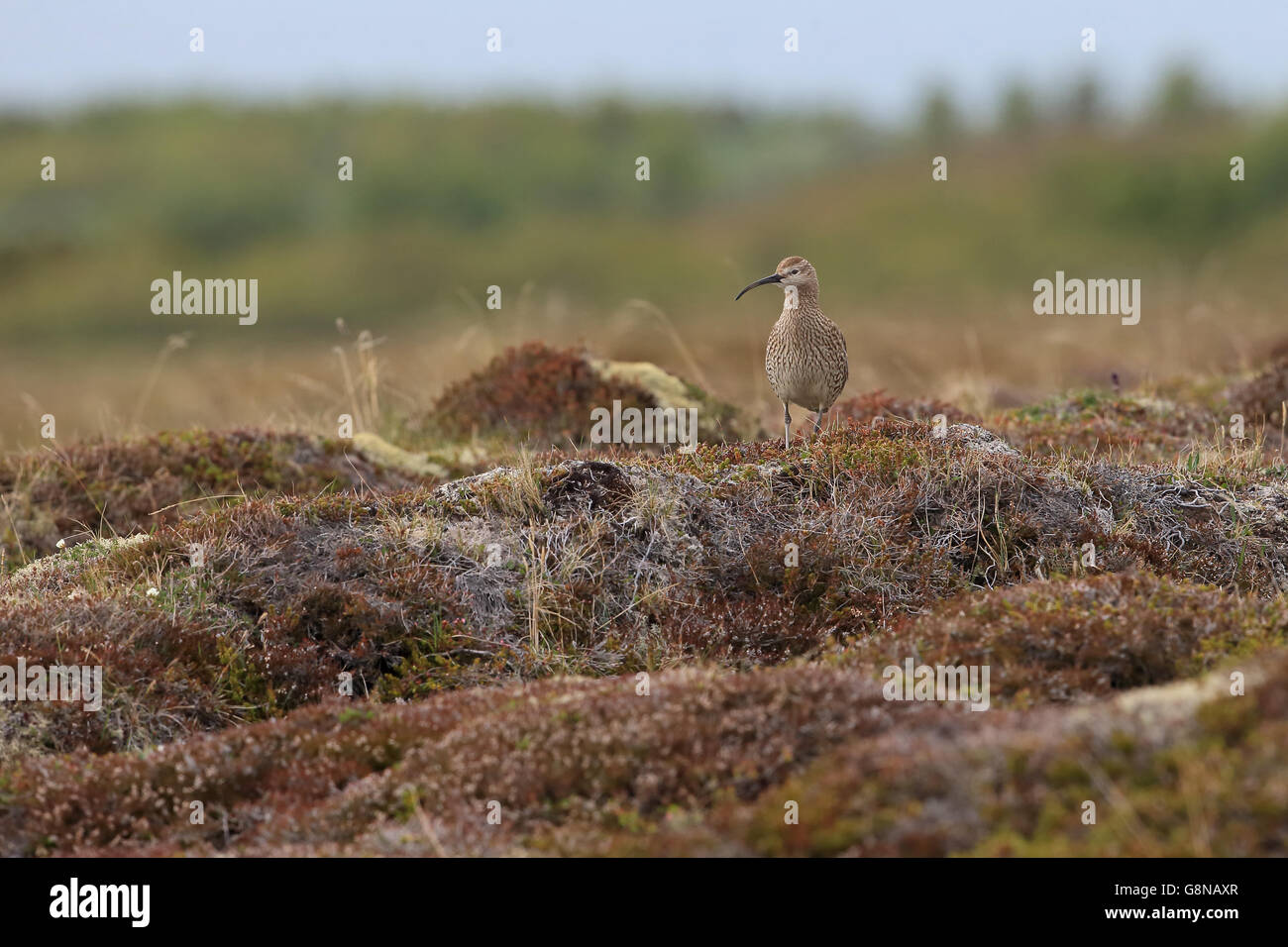 Iceland whimbrels hi-res stock photography and images - Alamy