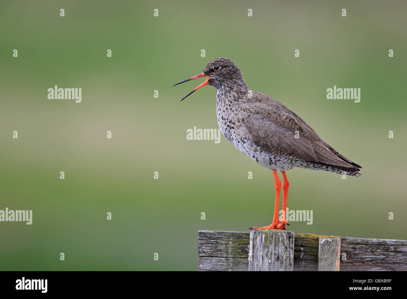 Redshank (Tringa totanus Stock Photo - Alamy