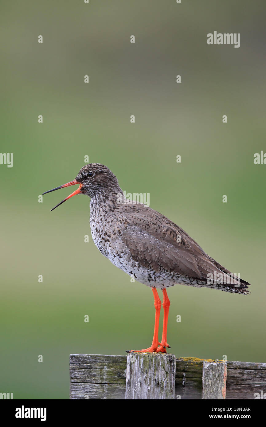 Redshank (Tringa totanus Stock Photo - Alamy