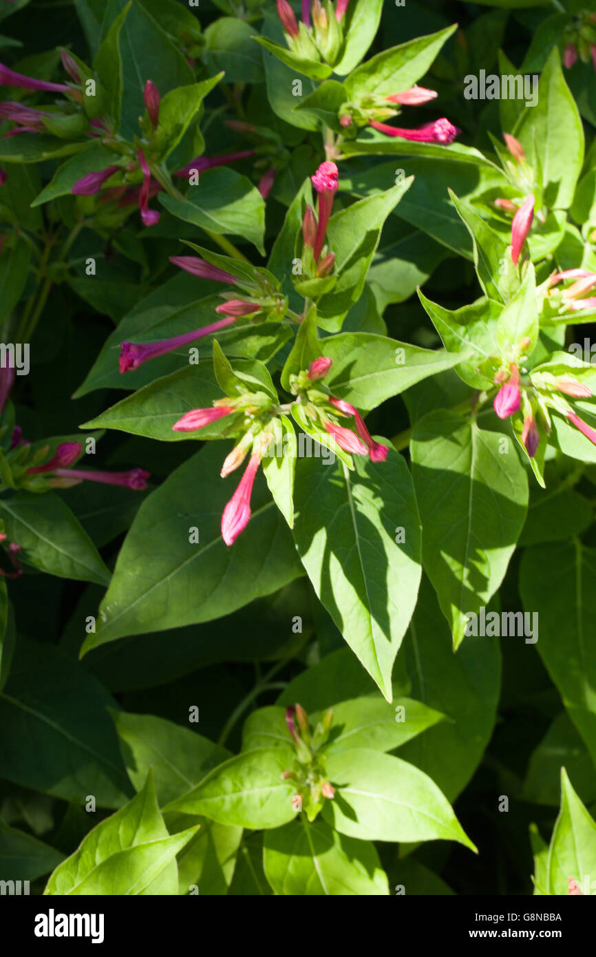 Mirabilis jalapa hi-res stock photography and images - Alamy