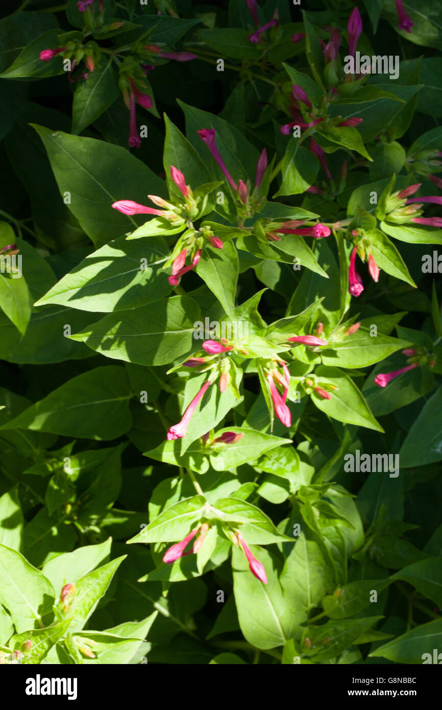 Mirabilis jalapa leaves hi-res stock photography and images - Alamy