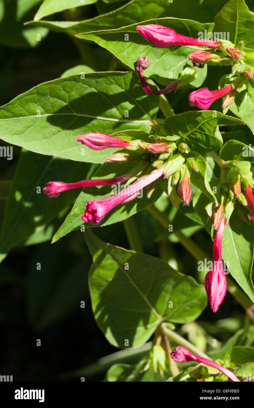 Mirabilis jalapa hi-res stock photography and images - Alamy