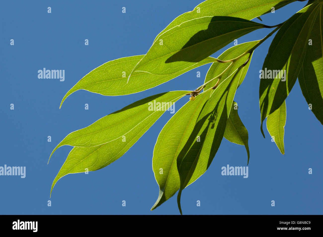 Cocculus Plant High Resolution Stock Photography and Images - Alamy