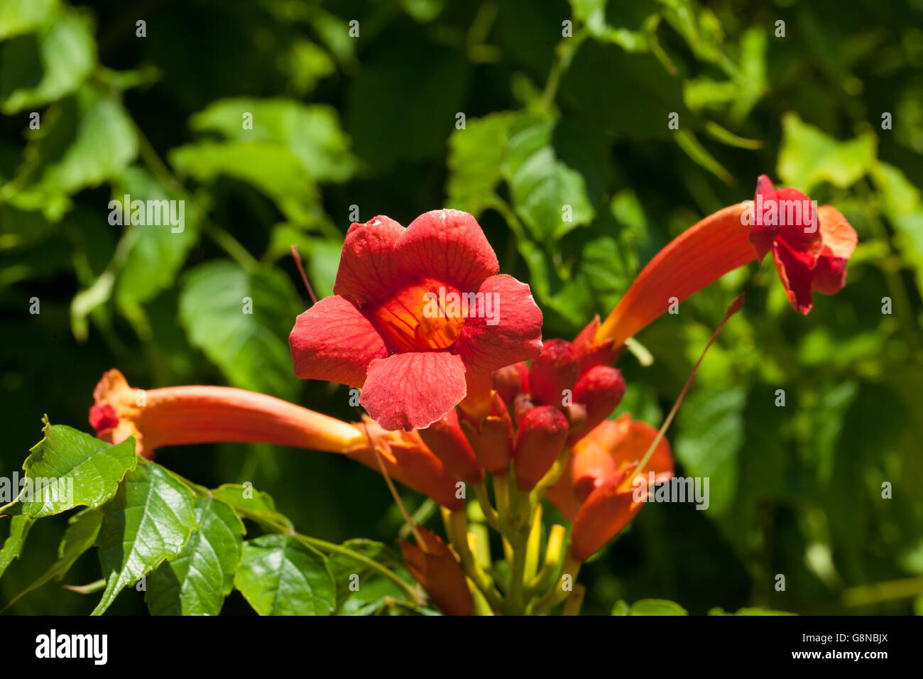 Garrocha hi-res stock photography and images - Alamy