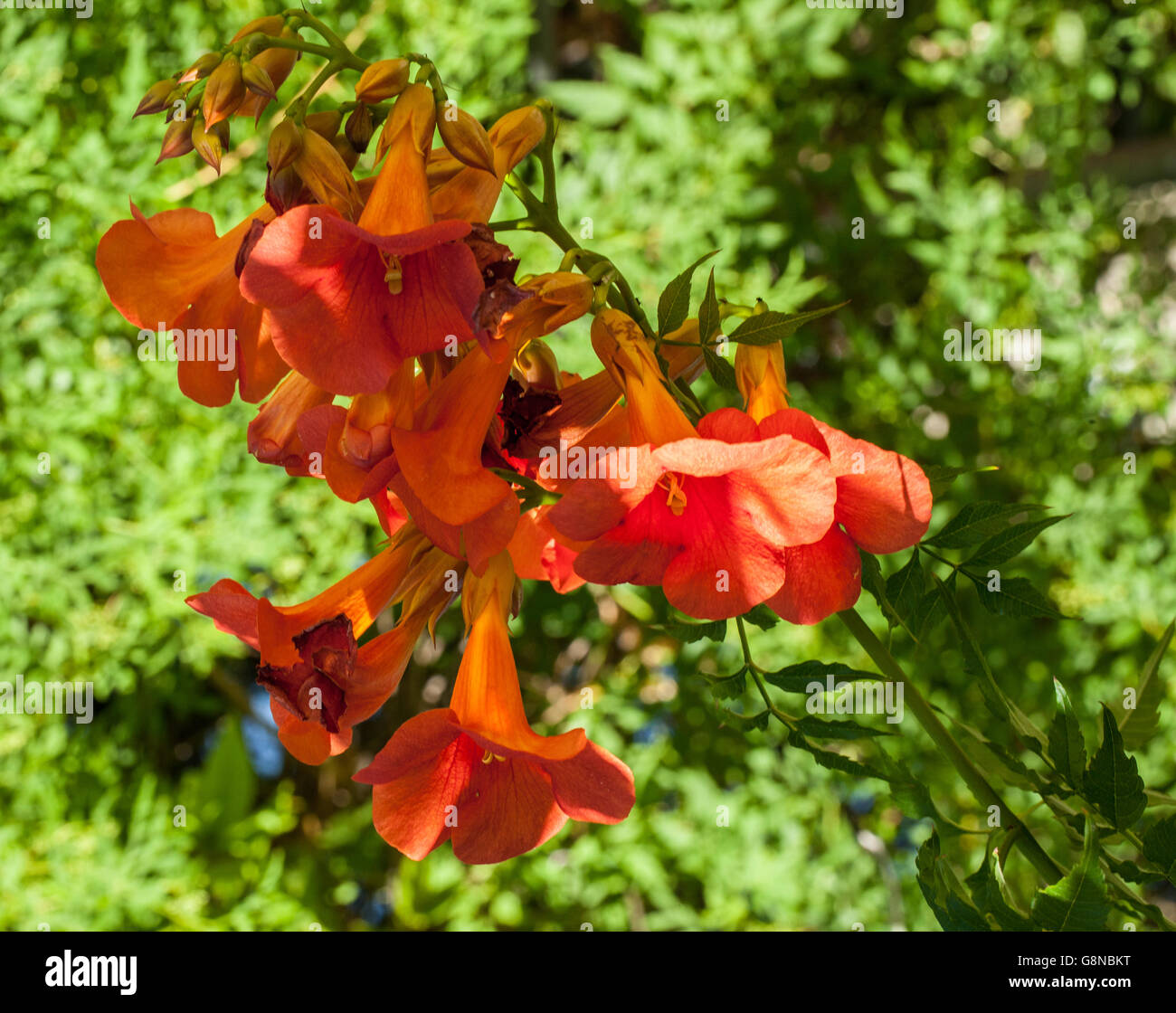 Tecoma garrocha hi-res stock photography and images - Alamy