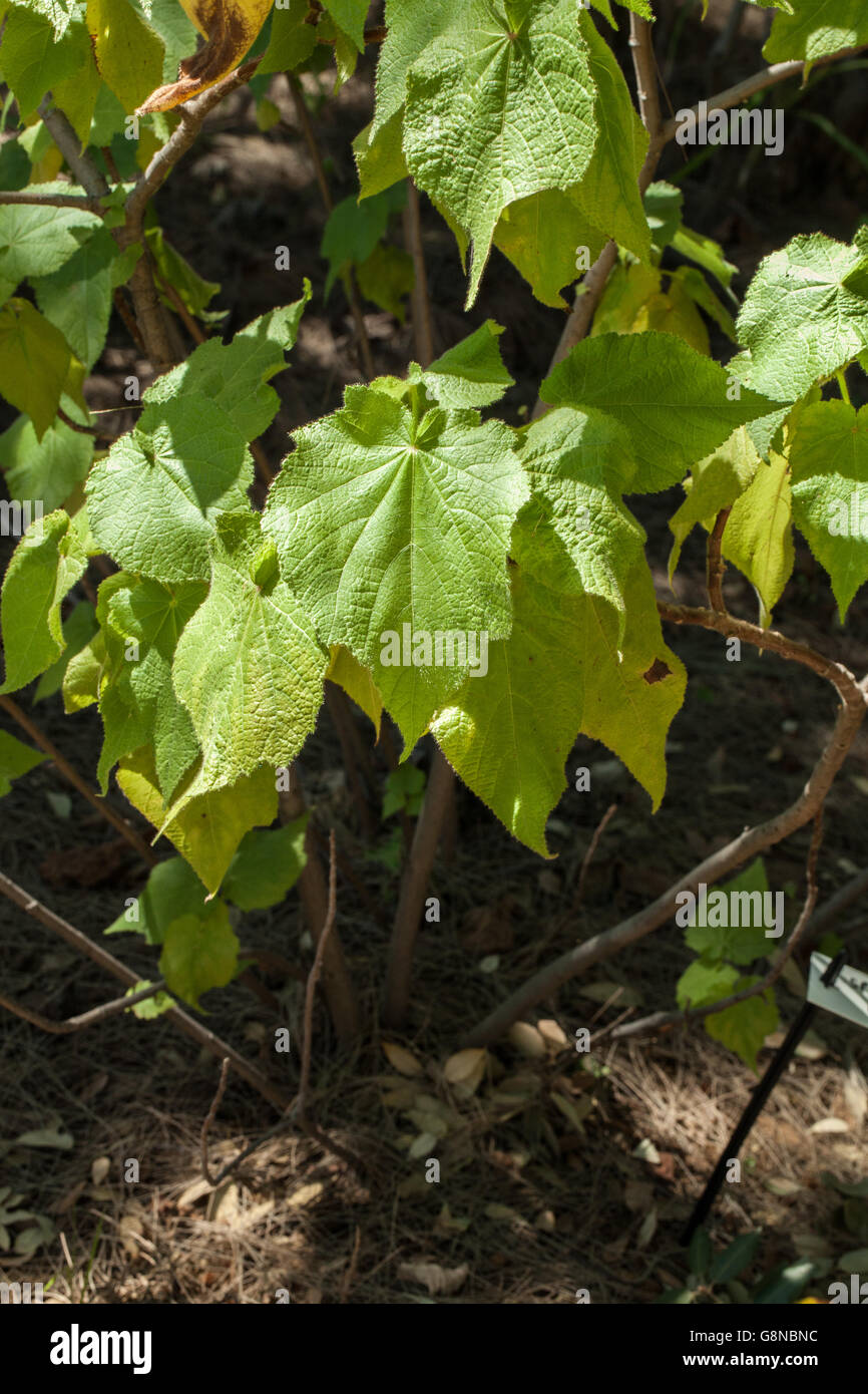 Sparmannia africana hi-res stock photography and images - Alamy