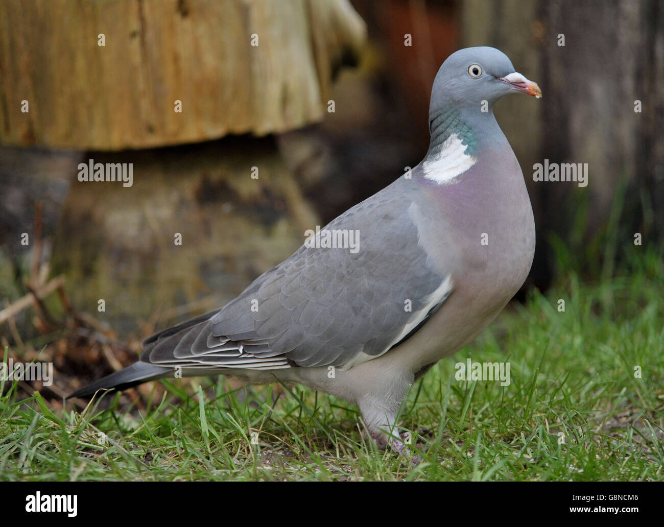 Garden bird stock Stock Photo - Alamy