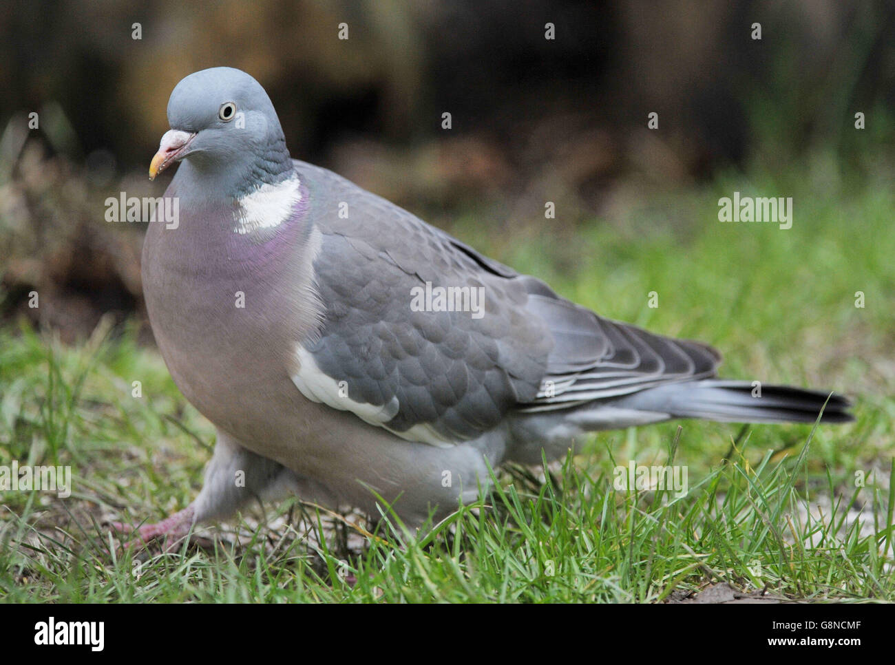 Garden bird stock Stock Photo - Alamy