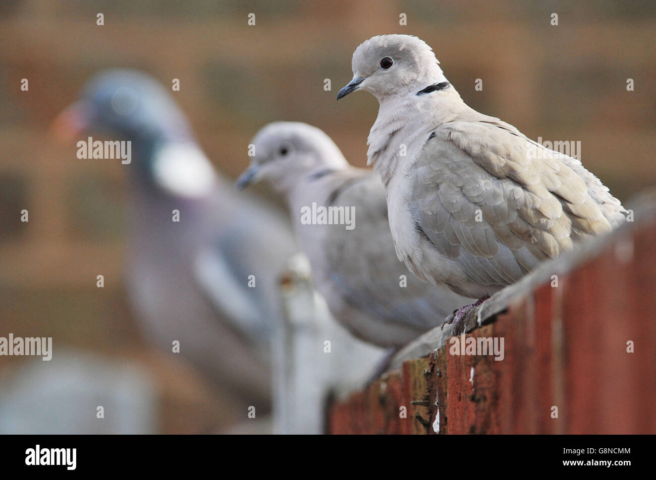 Garden bird stock Stock Photo - Alamy