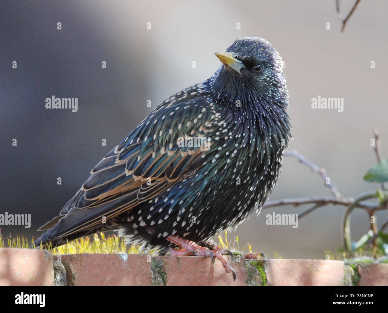 Wall sitting bird hi-res stock photography and images - Alamy