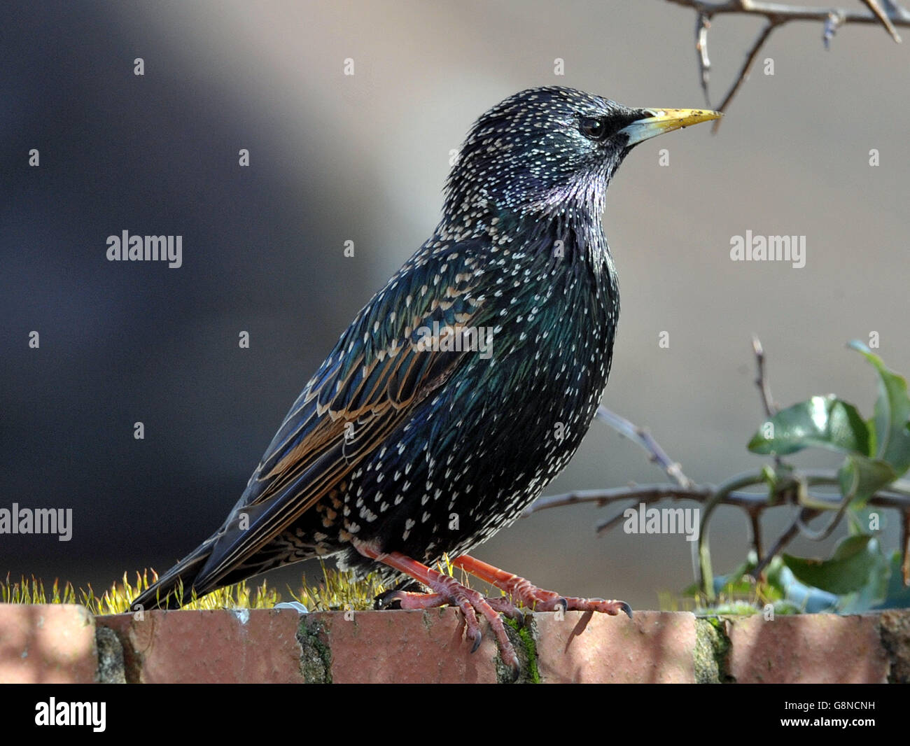 Wall sitting bird hi-res stock photography and images - Alamy