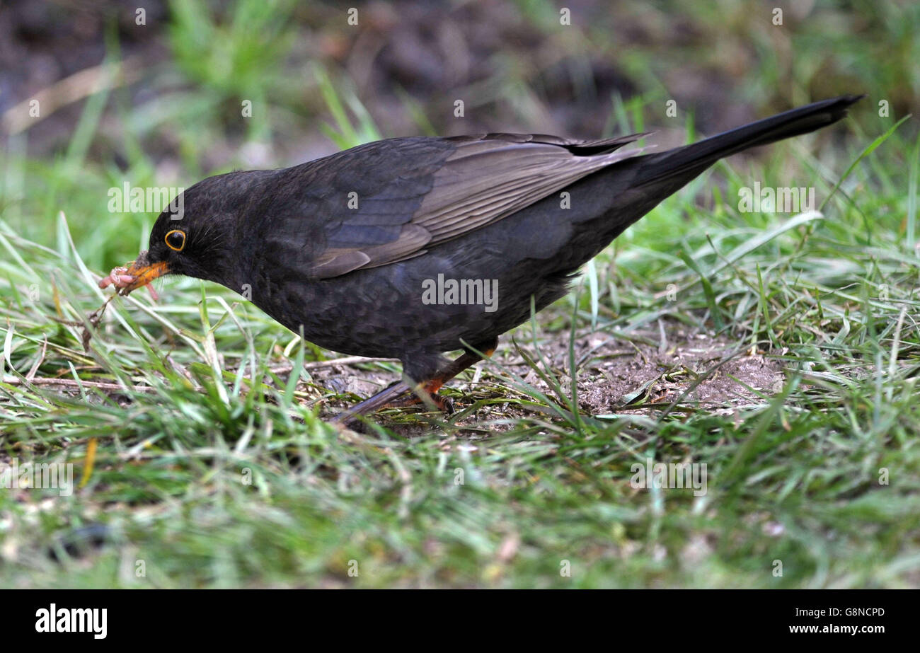 Garden bird stock Stock Photo - Alamy